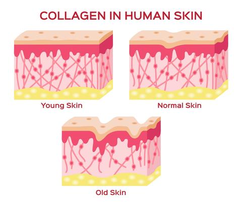 The Benefits of Soluble Collagen | Tiege Hanley Blog